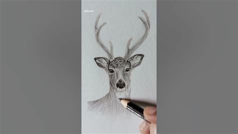 Dear Drawing 🦌art Drawing Drawingshorts Youtube