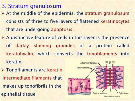Skin Structure And Function Pptx Skin And