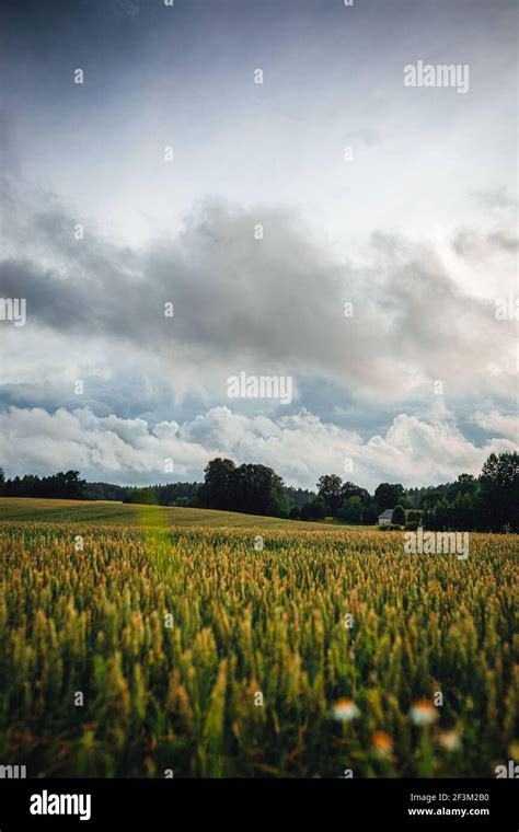 A Mesmerizing View Of A Field Covered In Growing Plants Gleaming Under