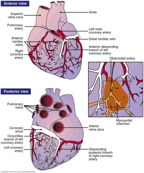 Coronary Circulation Pathway