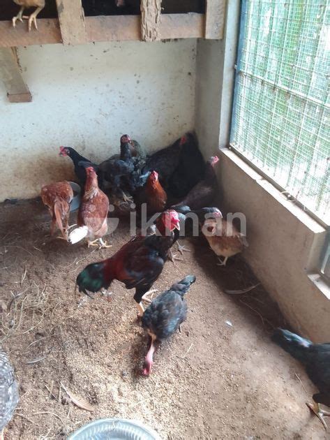 ගම් කිකිලියන් For Sale In Homagama Ikman