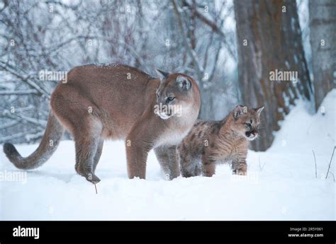 Cougar Female With Cub Felis Concolor Stock Photo Alamy