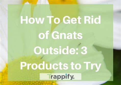 How To Get Rid Of Gnats Outside 3 Products To Try