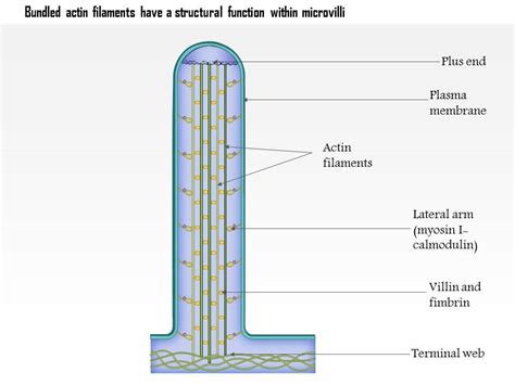 0614 Bundled Actin Filaments Have A Structural Function Within