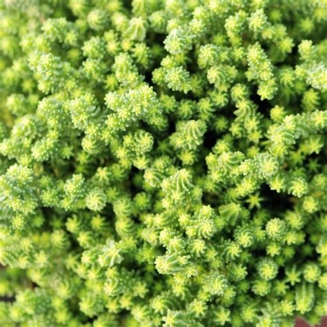 Orpin Green Ball