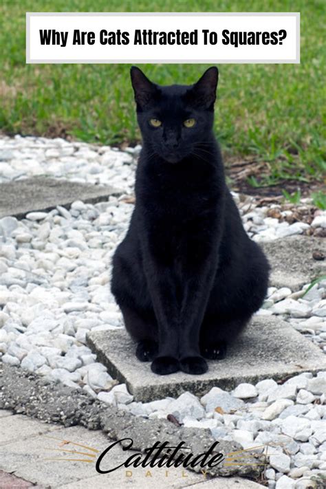 Why Are Cats Attracted To Squares