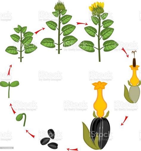 Print Map Quiz Crecimiento De Las Plantas Biología 3º Educación
