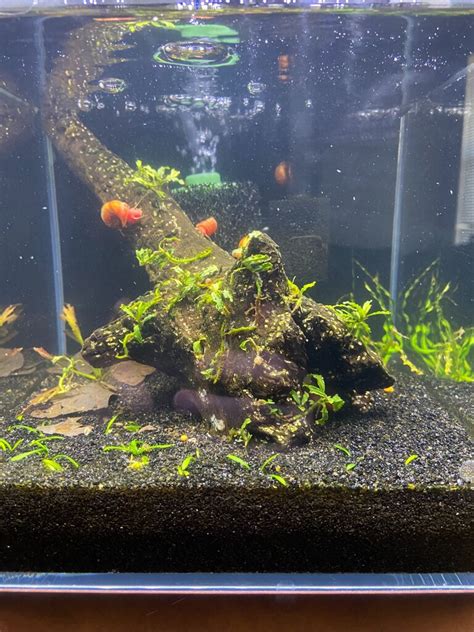 Which Bucephalandra Is The Smallest Plants Algae And Fertilizers