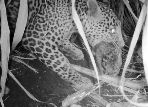 15 Day Old Leopard Cub Found In Pune Sugarcane Field Reunited With Mother