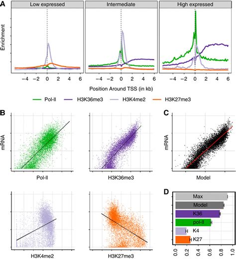 Using Histone Marks And Rna Polymerase Ii To Model Mrna Levels A