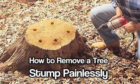 How To Remove A Tree Stump Painlessly There Are A Few Option Available