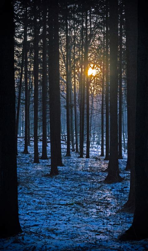 Spruce Tree Plot — Jim Tweedie