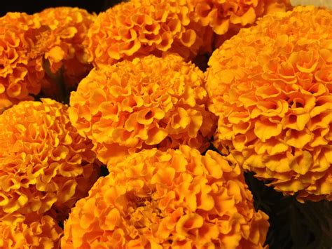 Marigolds Day Of The Dead Orange Flower Rayexplores Flickr