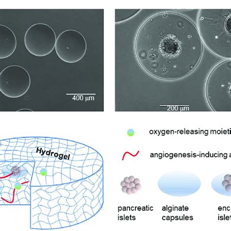 Islet Encapsulation And Their Integration In Medical Devices For