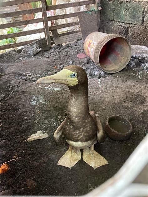 Cute Brown Booby Found In Mindanao Rphilippines