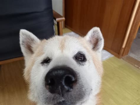 昨日の虎哲昨日の北海道 柴犬虎哲の部屋