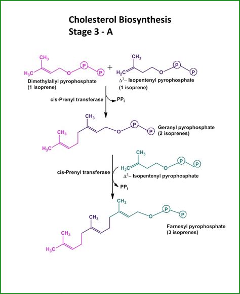 Cholesterol Synthesis