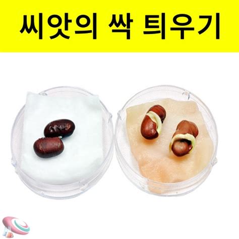 씨앗싹틔우기 교과서과학실험 5인용 과학1번지 구정과학사