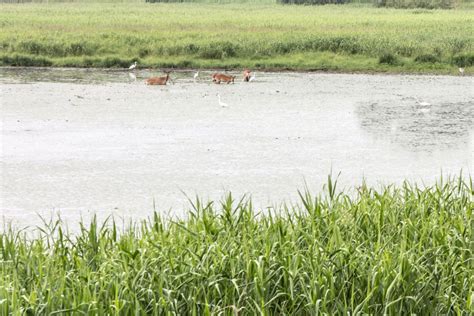 塘路湖にて蝦夷鹿と白鷺 GANREF