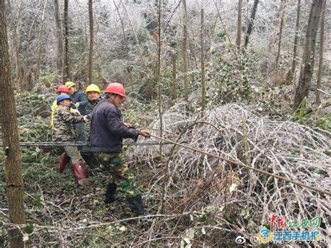 冰雪壓樹枝致線路停運 供電工人清理樹障暢通電力通道 每日頭條