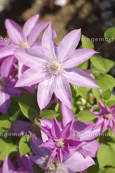 テッセンの花クレマチスの写真素材 201633837 イメージマート