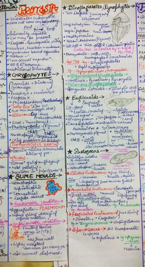 Biological Classification Of Kingdom Protista