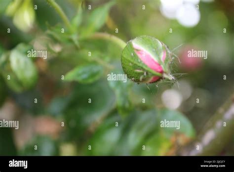 Rosebuds In Close Up Pink Flower Photography Green Background Image