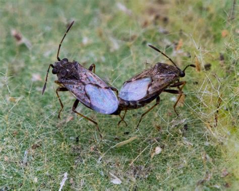 Bug ID BugGuide Net