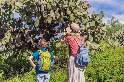 Boy With A Backpack Looking At A Giant Cactus Adventure Exploration