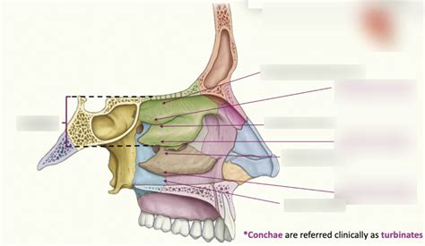 Diagram Of Lateral Wall Of Nasal Cavity Quizlet