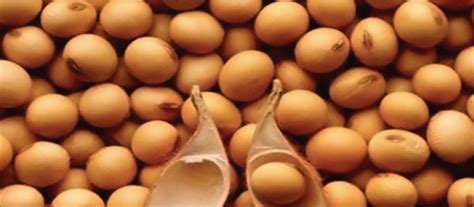 Genetically Modified Gm Soya In South Africa Status Quo Report