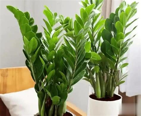 北阳台必备的6种高颜值绿植，你家有几盆？
