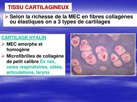 PPT TISSUS CONJONCTIFS PowerPoint Presentation ID 5643411