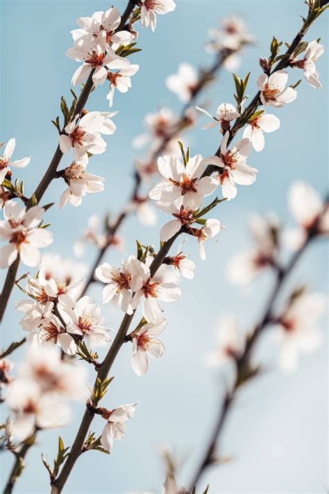 Almond Blossom Vincent Van Gogh Almond Blossom Foiled Quarto
