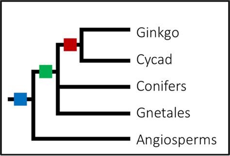 Completing The Whole Puzzle Of Whole Genome Duplications In Land Plants