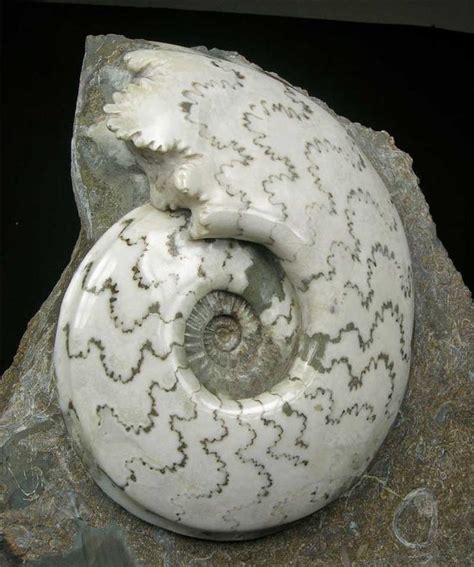 Uk Fossils Including British Ammonites Fossils Direct