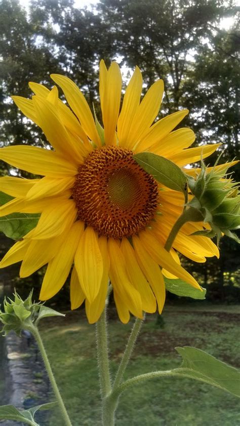How To Care For Sunflowers Videos WikiHow