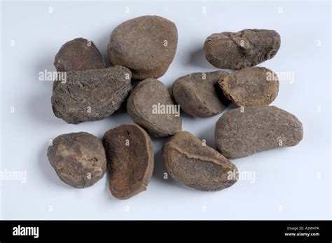 Kola Nuts Hi Res Stock Photography And Images Alamy