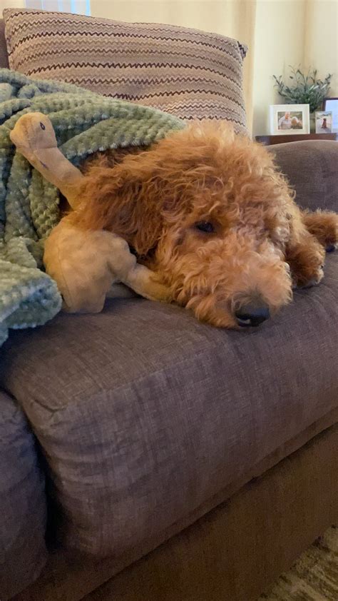 Snuggles With His Favorite Toy After The Bath 🐾 R Goldendoodles