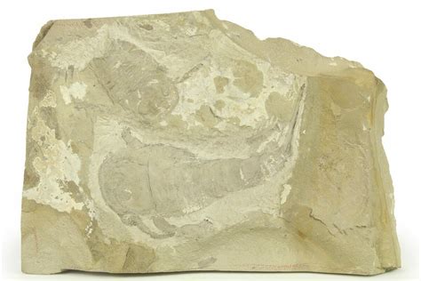 46 Eurypterus Sea Scorpion Fossil Ukraine 271287 For Sale
