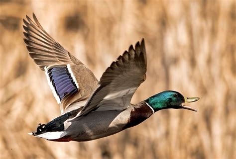 Will Ducks Show Up For St Albert Christmas Bird Count St Albert News