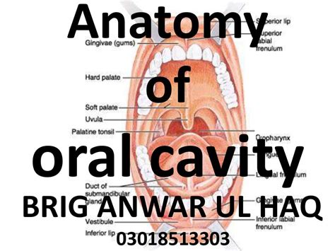 Oral Cavity Structure Definition At William Fellows Blog