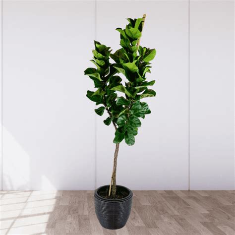 Fiddle Leaf Fig Tree Large Plant Farm Online