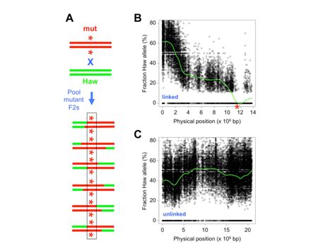 Polymorphism Mapping Of Recessive Mutations A Mapping Strategy Only Download Scientific