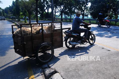 Jelang Idul Adha Layanan Ojek Kambing Kebanjiran Order Republika Online