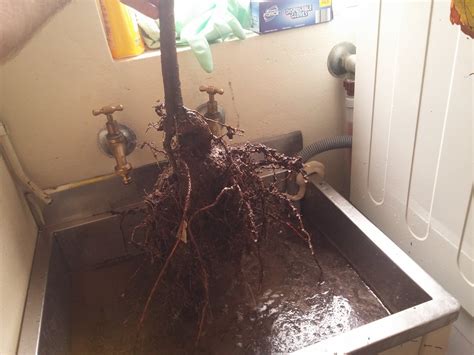 Avocado Tree Very Bad Condition Transplant Shock Total Newbie