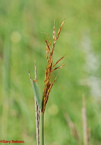 Indiangrass Sorghastrum Nutans L Nash