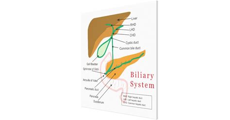 Biliary System Diagram Chart Bile Duct Canvas Print Zazzle