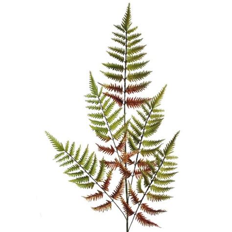 Autumn Fern 1030 Rub Liked On Polyvore Featuring Home Home Decor