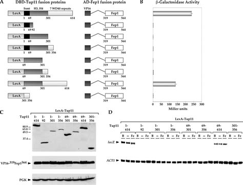 C Terminus Of Tup11 Encompassing The Wd Repeats Is Required For